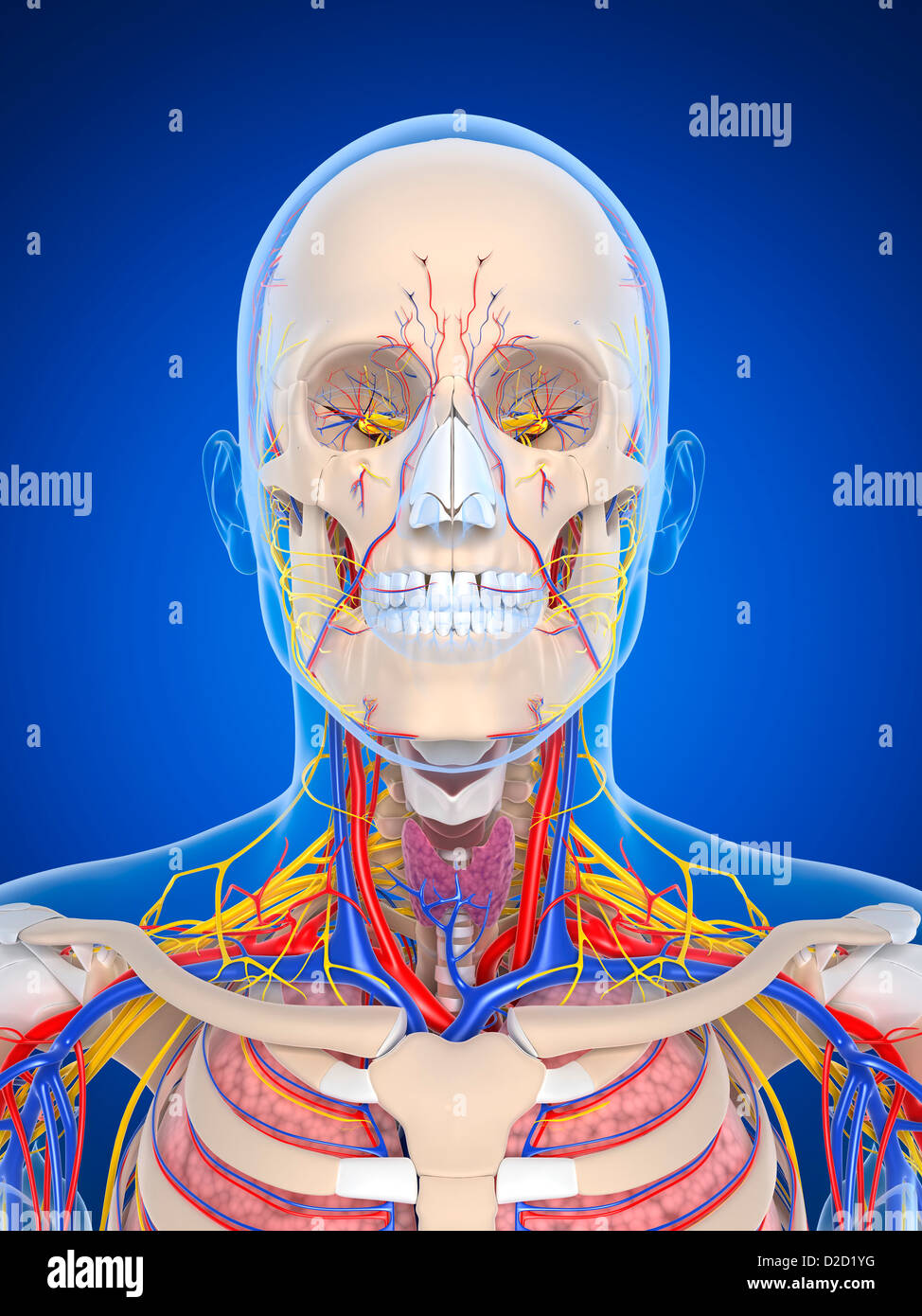 Human anatomy computer artwork Stock Photo - Alamy