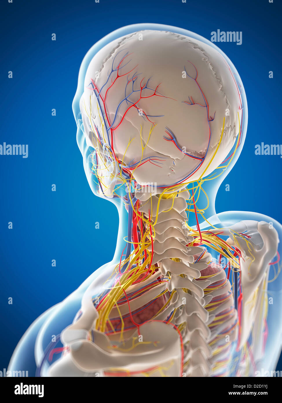 Human anatomy computer artwork hi-res stock photography and images - Alamy