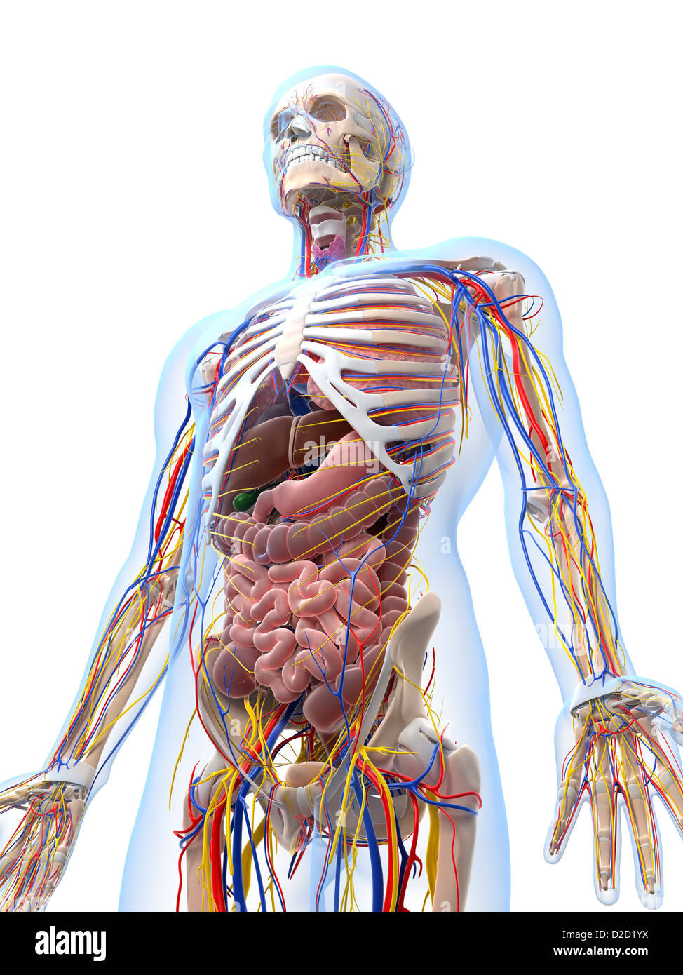 Human anatomy computer artwork Stock Photo - Alamy