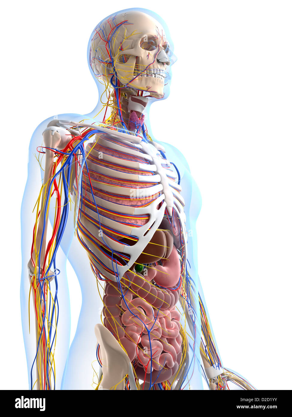 Human anatomy computer artwork Stock Photo - Alamy