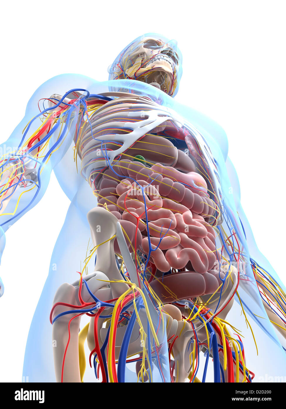 Human anatomy computer artwork Stock Photo - Alamy Human anatomy computer artwork Stock Photo - Alamy