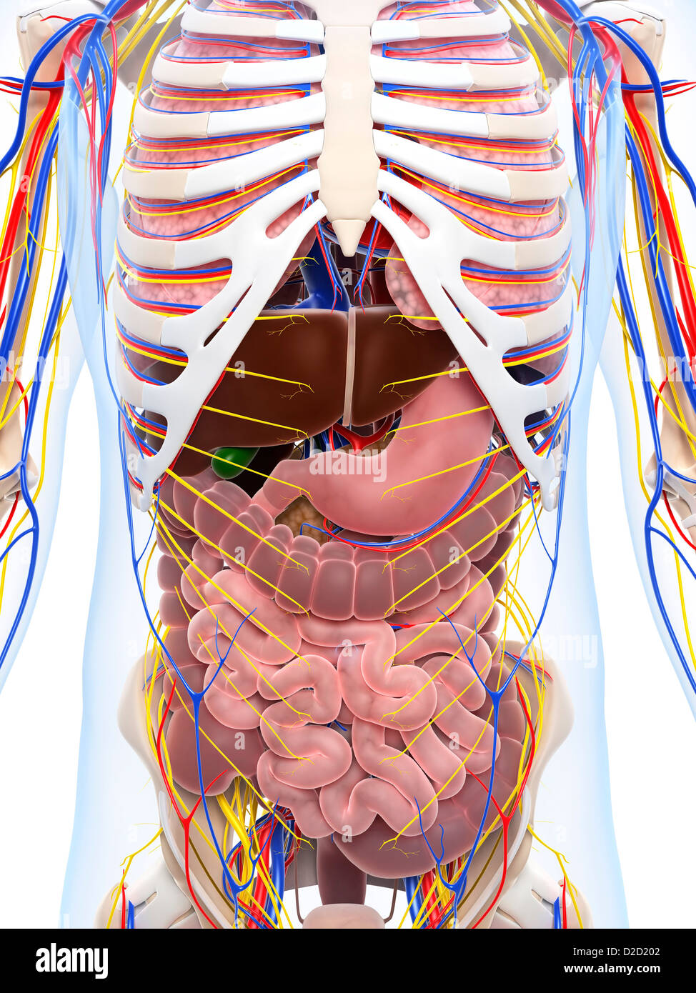 Human anatomy computer artwork Stock Photo - Alamy