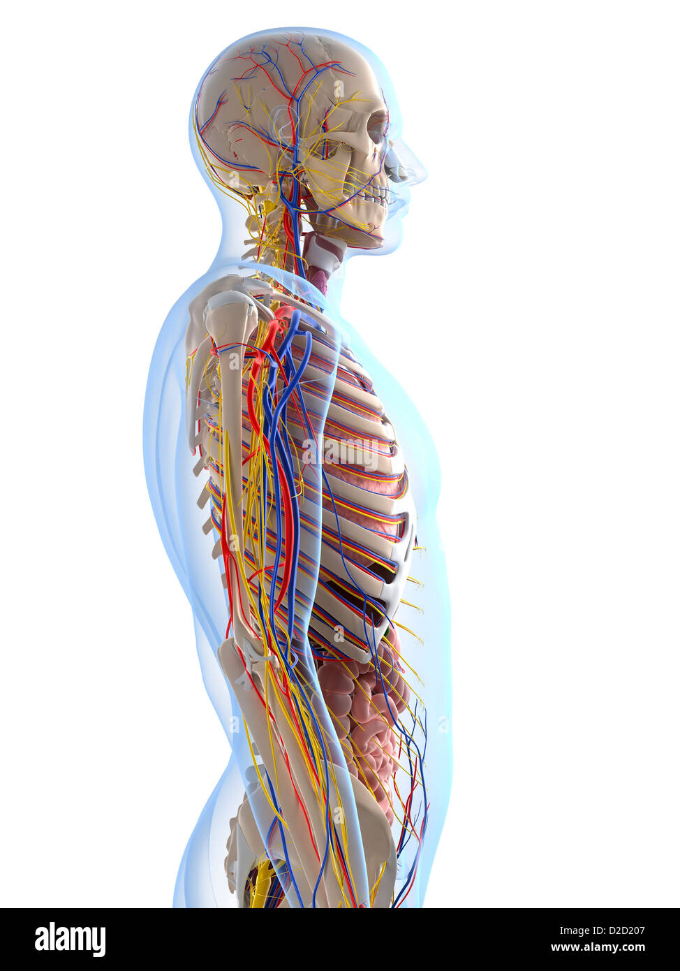 Human anatomy computer artwork Stock Photo - Alamy