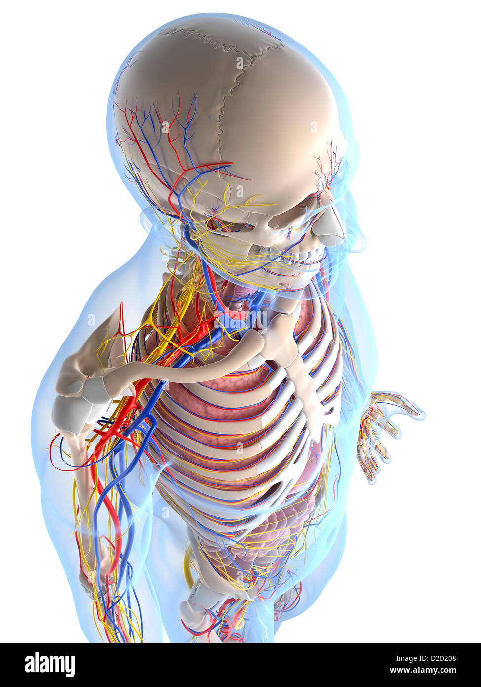 Human anatomy computer artwork Stock Photo - Alamy