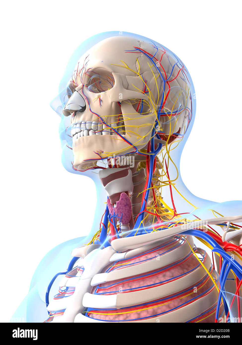 Human anatomy computer artwork Stock Photo - Alamy