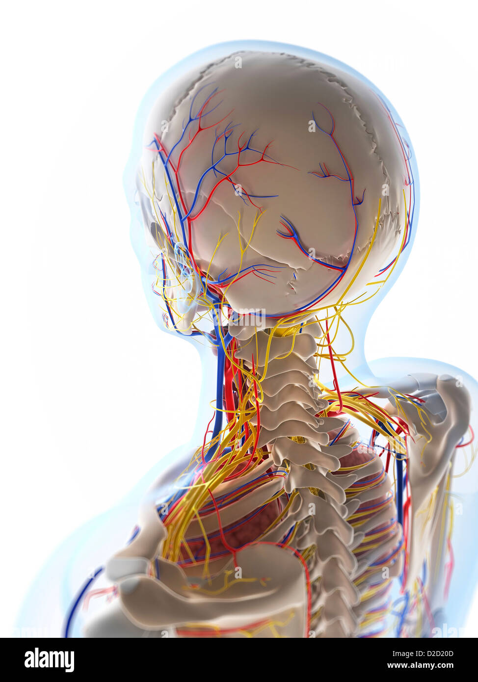 Human anatomy computer artwork hi-res stock photography and images - Alamy