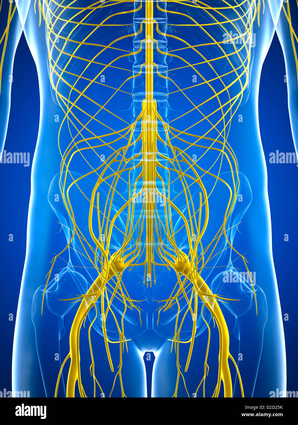Nervous system computer artwork Stock Photo - Alamy