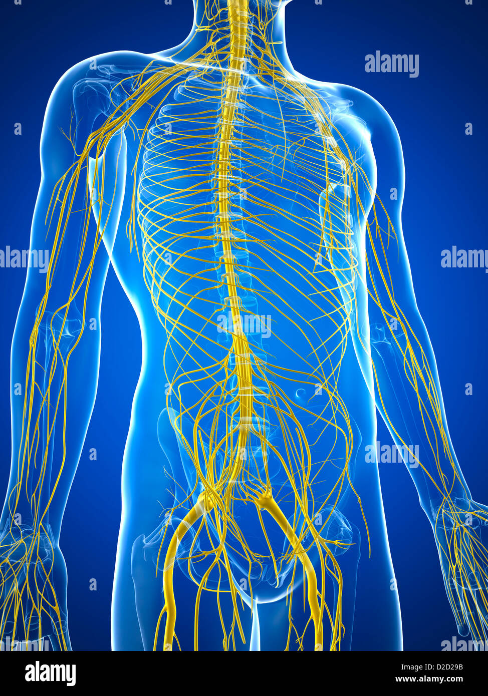 Nervous system computer artwork Stock Photo - Alamy