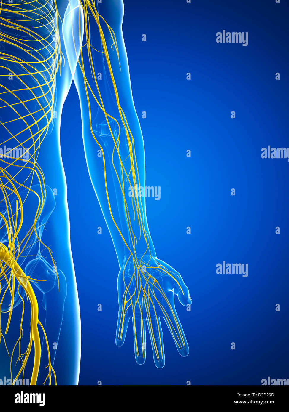 Nervous system computer artwork Stock Photo - Alamy