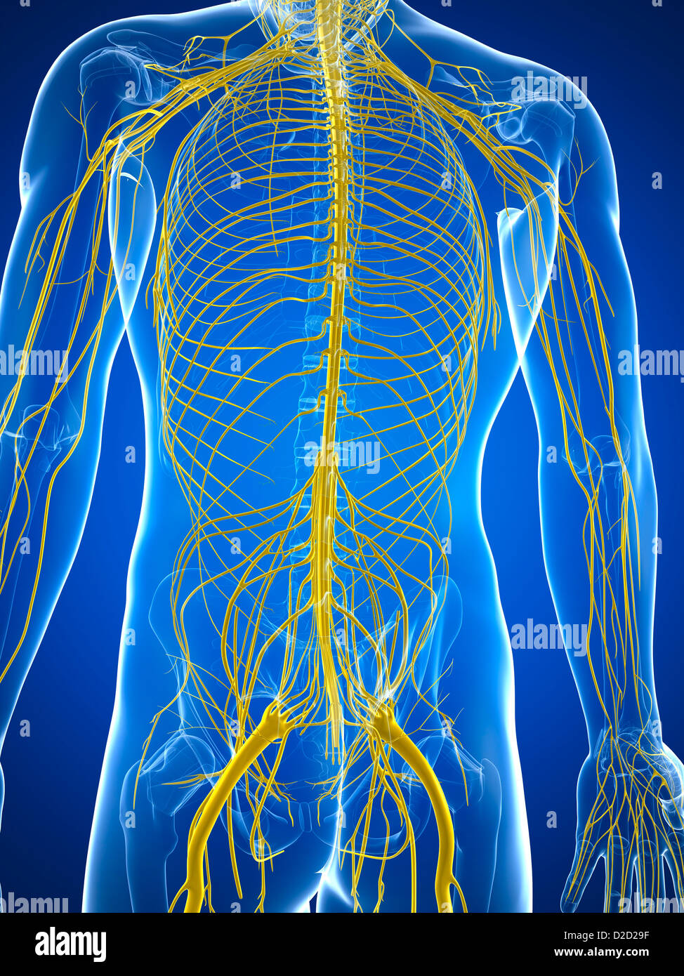 Nervous system computer artwork Stock Photo - Alamy