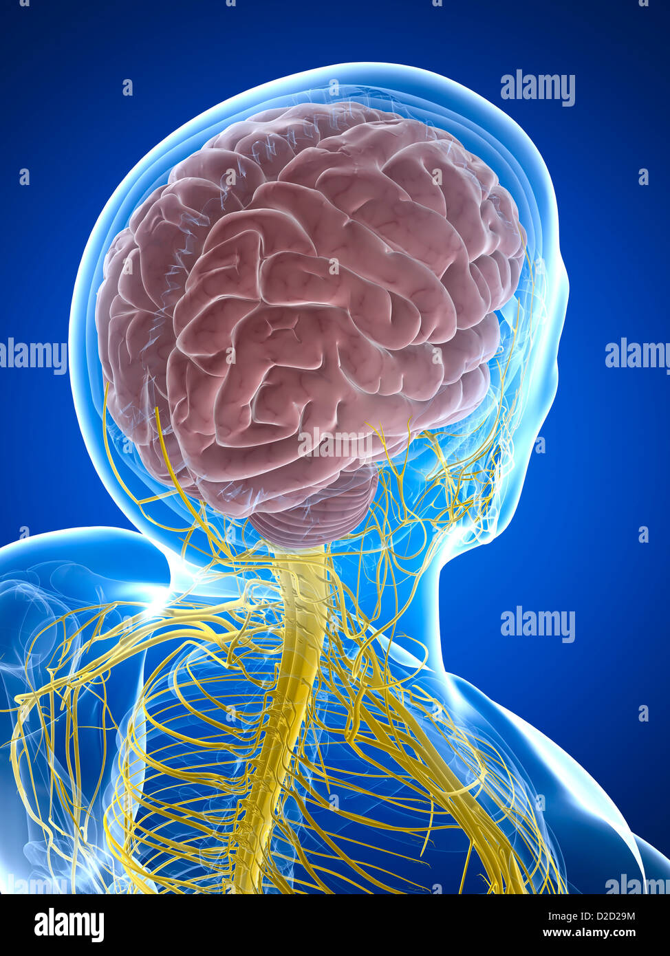 Nervous system computer artwork Stock Photo - Alamy