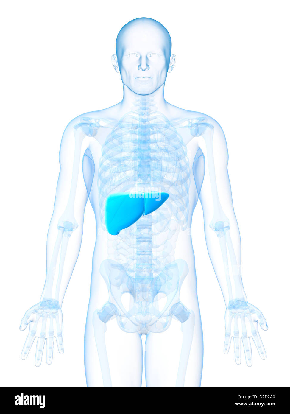 Healthy liver computer artwork Stock Photo - Alamy