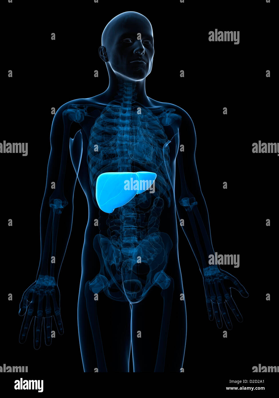 Healthy liver computer artwork Stock Photo - Alamy