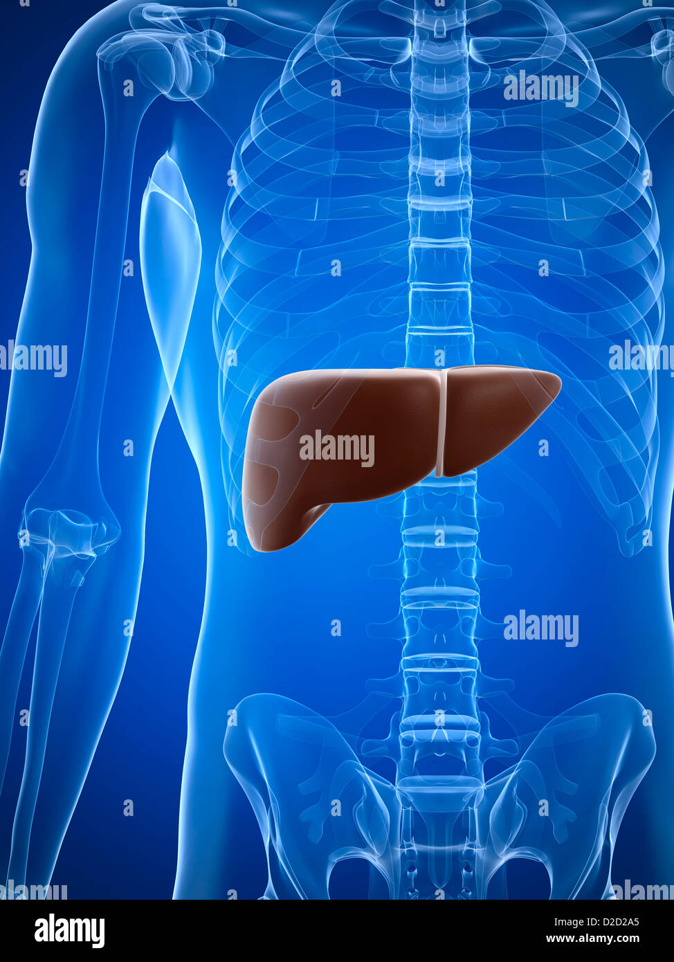 Healthy liver computer artwork Stock Photo - Alamy
