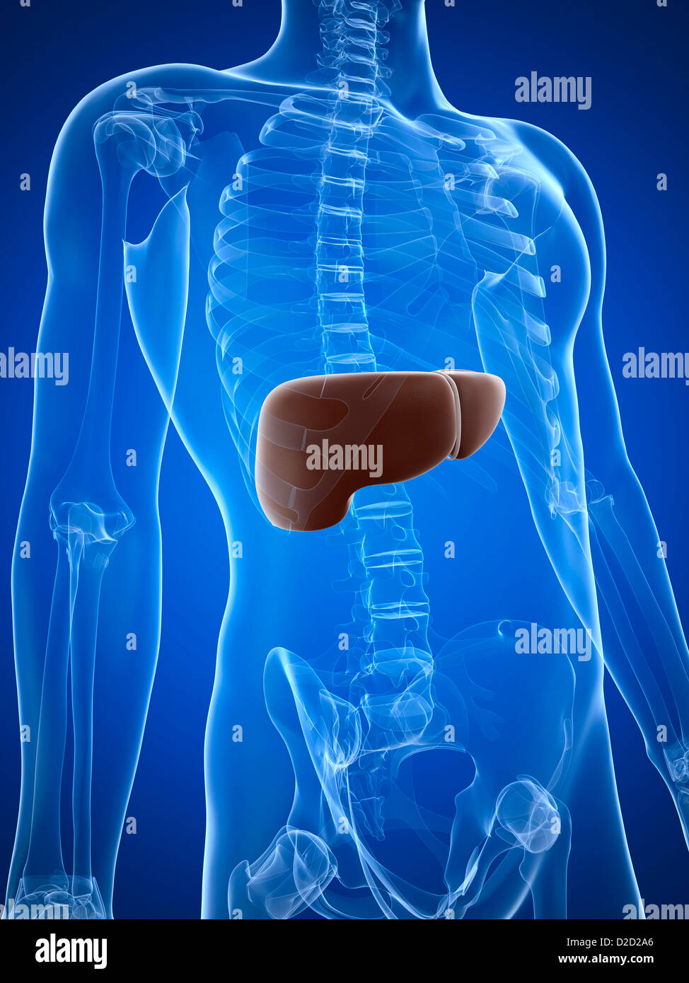 Healthy liver computer artwork Stock Photo - Alamy