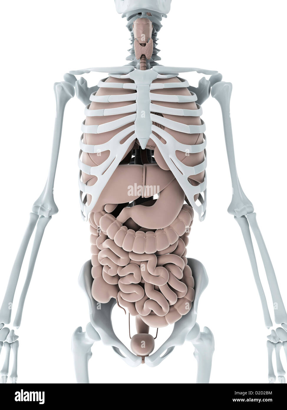 Human anatomy computer artwork Stock Photo - Alamy