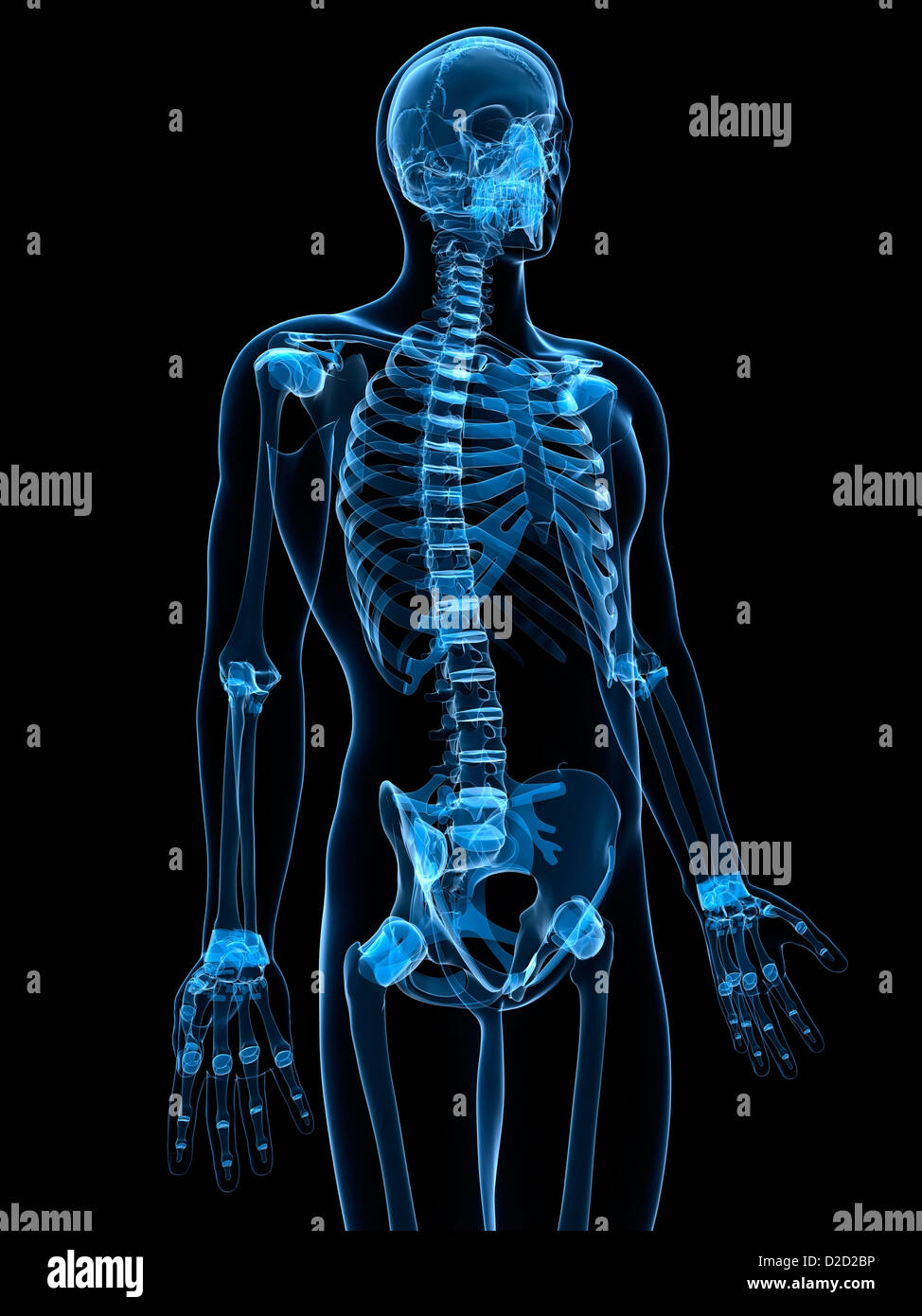 Male skeleton computer artwork Stock Photo - Alamy