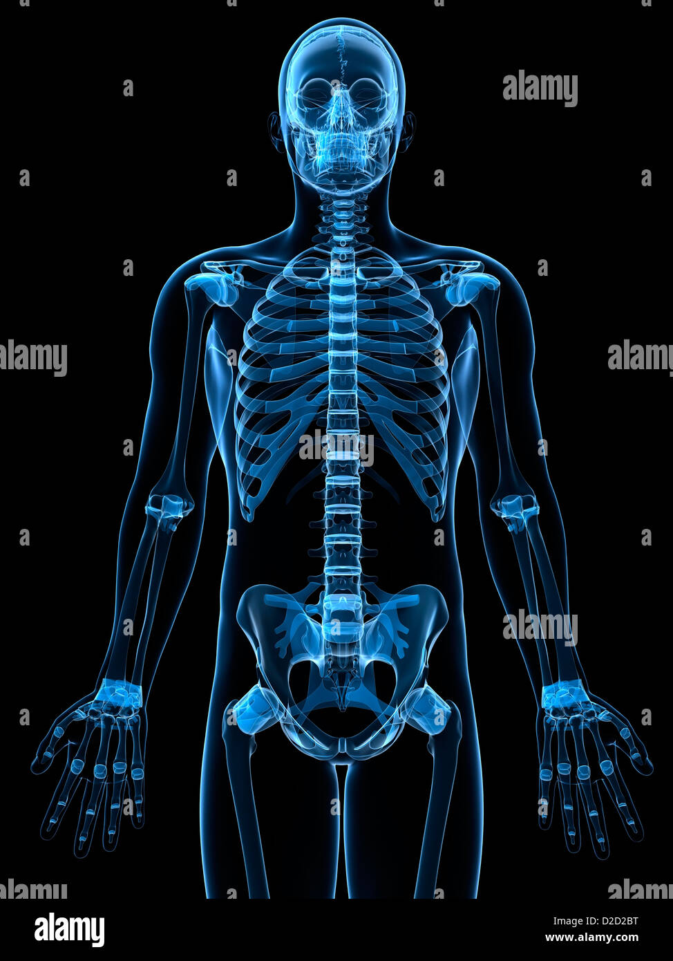 Male skeleton computer artwork Stock Photo - Alamy