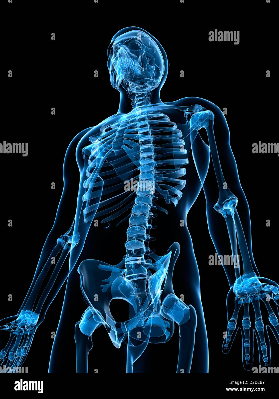 Male skeleton computer artwork Stock Photo - Alamy