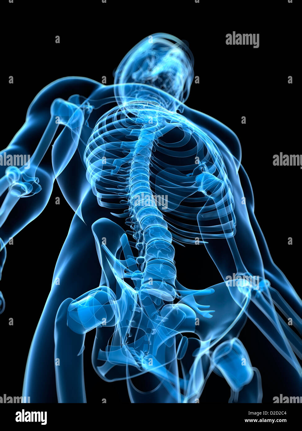 Human skeleton top view hi-res stock photography and images - Alamy