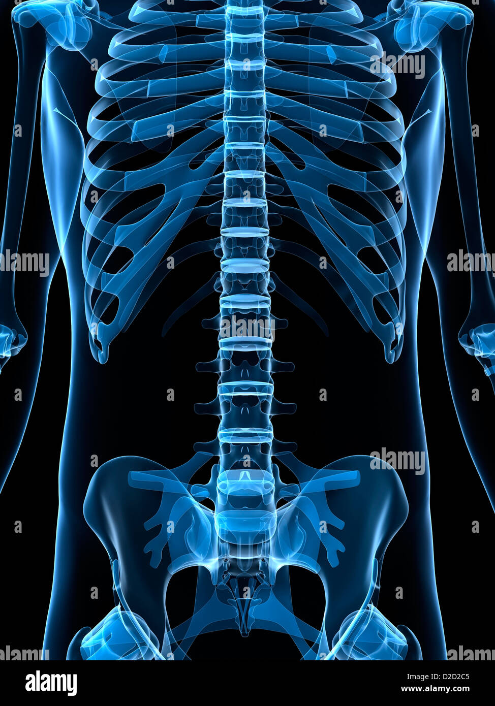 Male skeleton computer artwork Stock Photo - Alamy