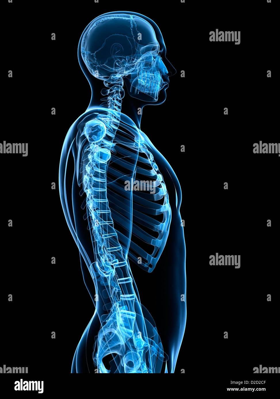 Male skeleton computer artwork Stock Photo - Alamy
