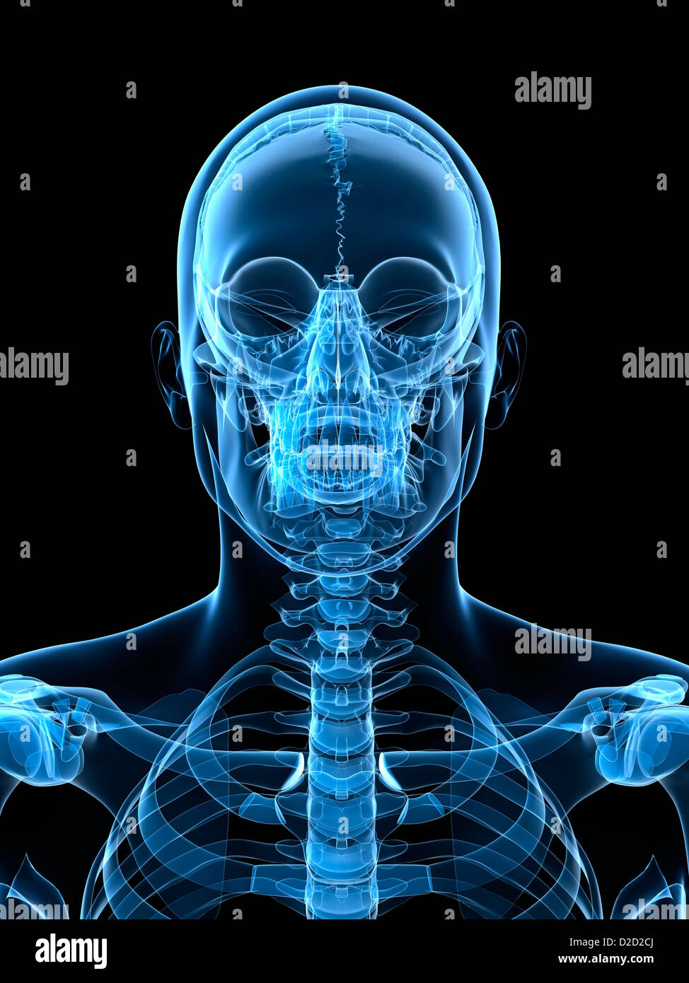 Male skeleton computer artwork Stock Photo - Alamy