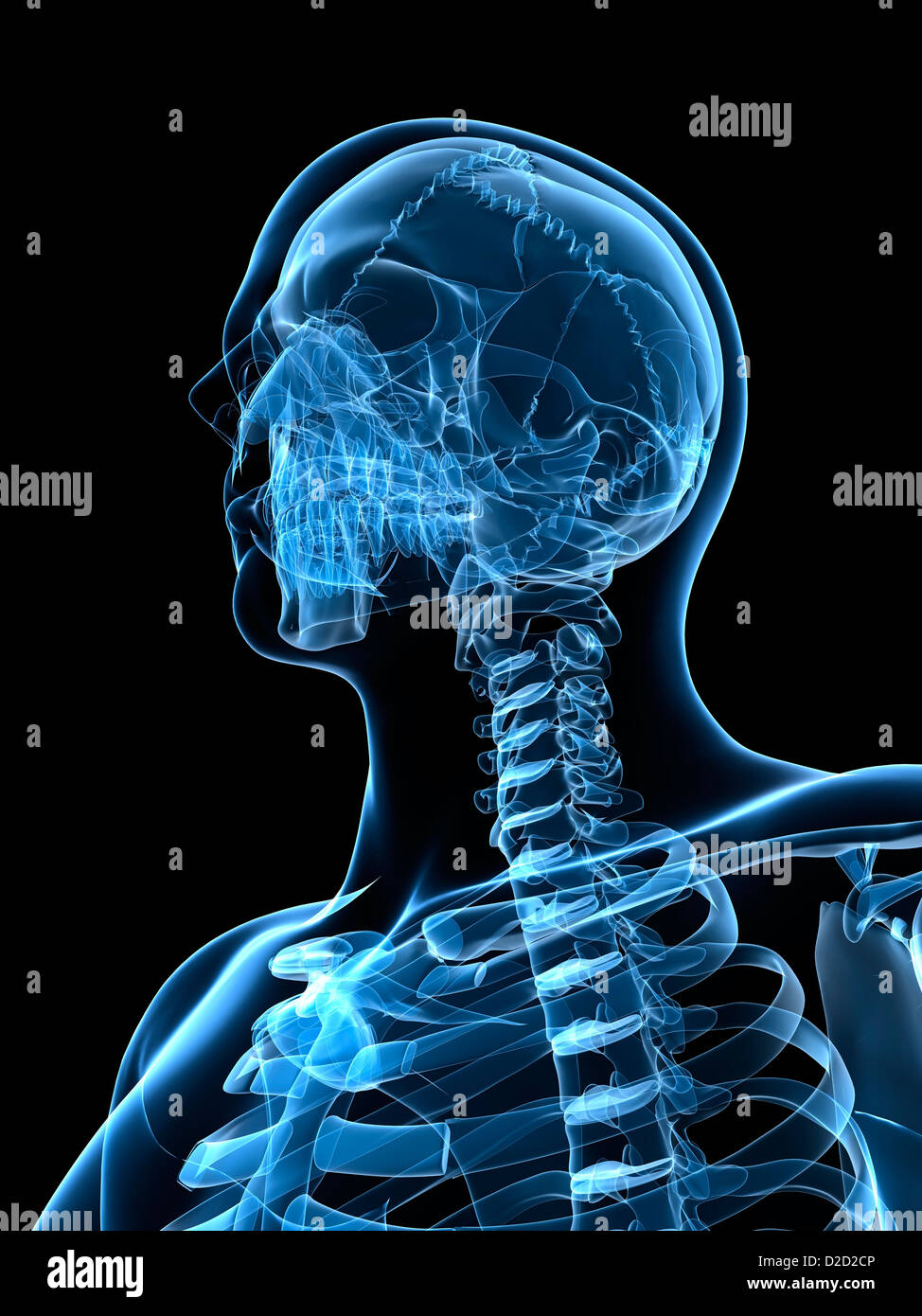 Male skeleton computer artwork Stock Photo - Alamy