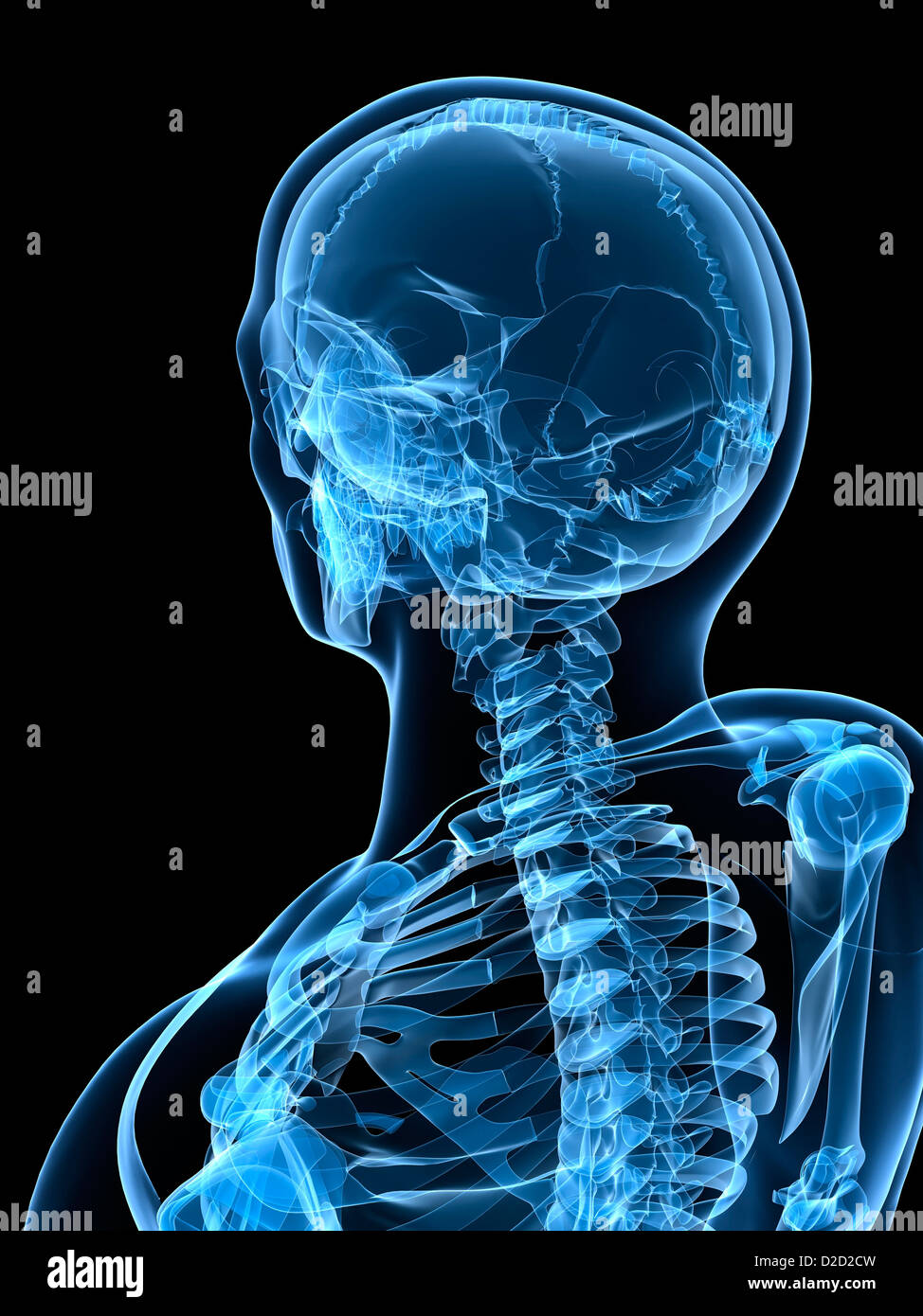 Male skeleton computer artwork Stock Photo - Alamy