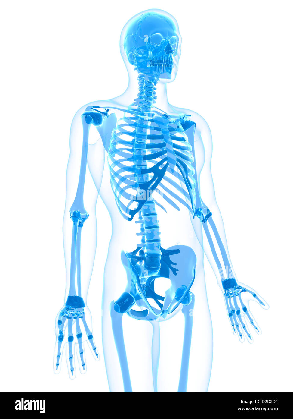 Male skeleton computer artwork Stock Photo - Alamy
