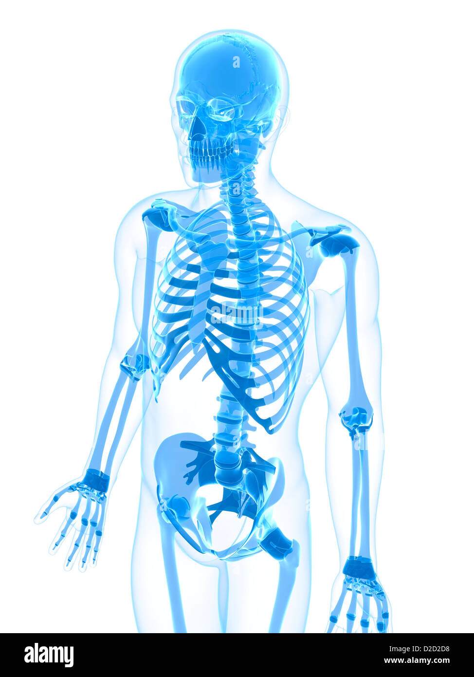 Male skeleton computer artwork Stock Photo - Alamy