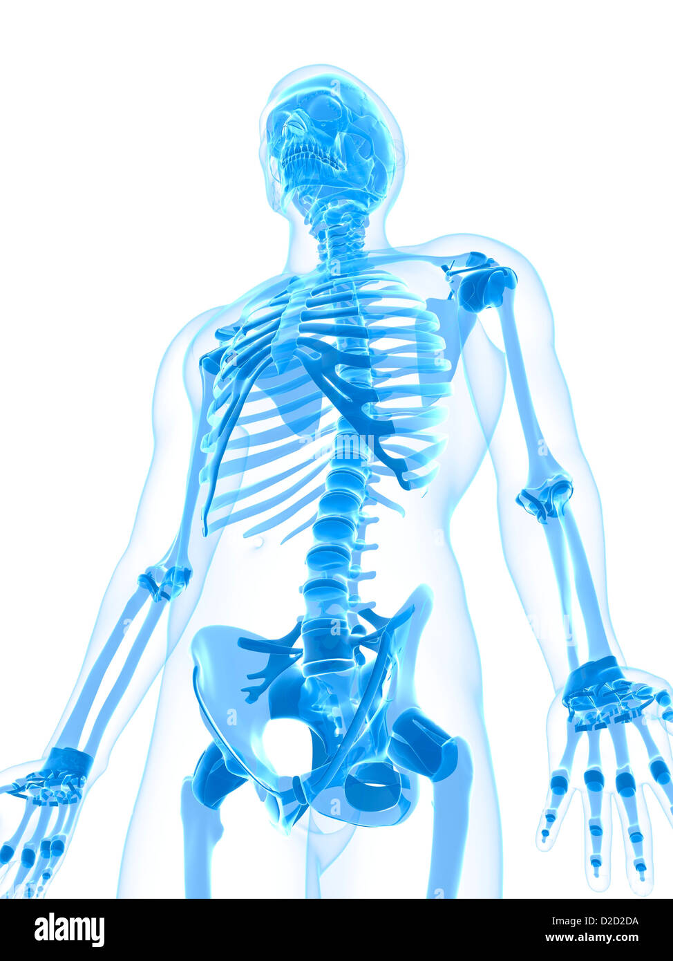 Male skeleton computer artwork Stock Photo - Alamy