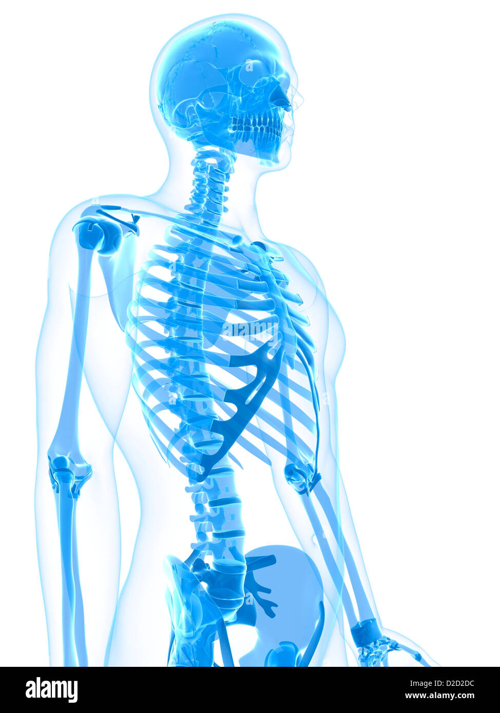 Male skeleton computer artwork Stock Photo - Alamy