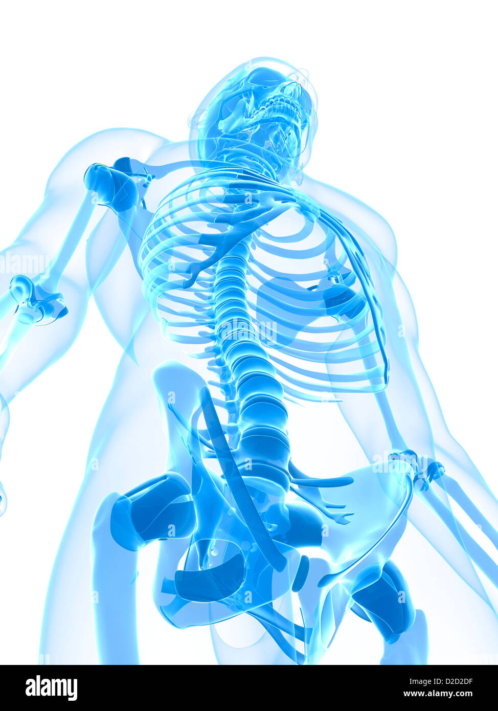 Male skeleton computer artwork Stock Photo - Alamy