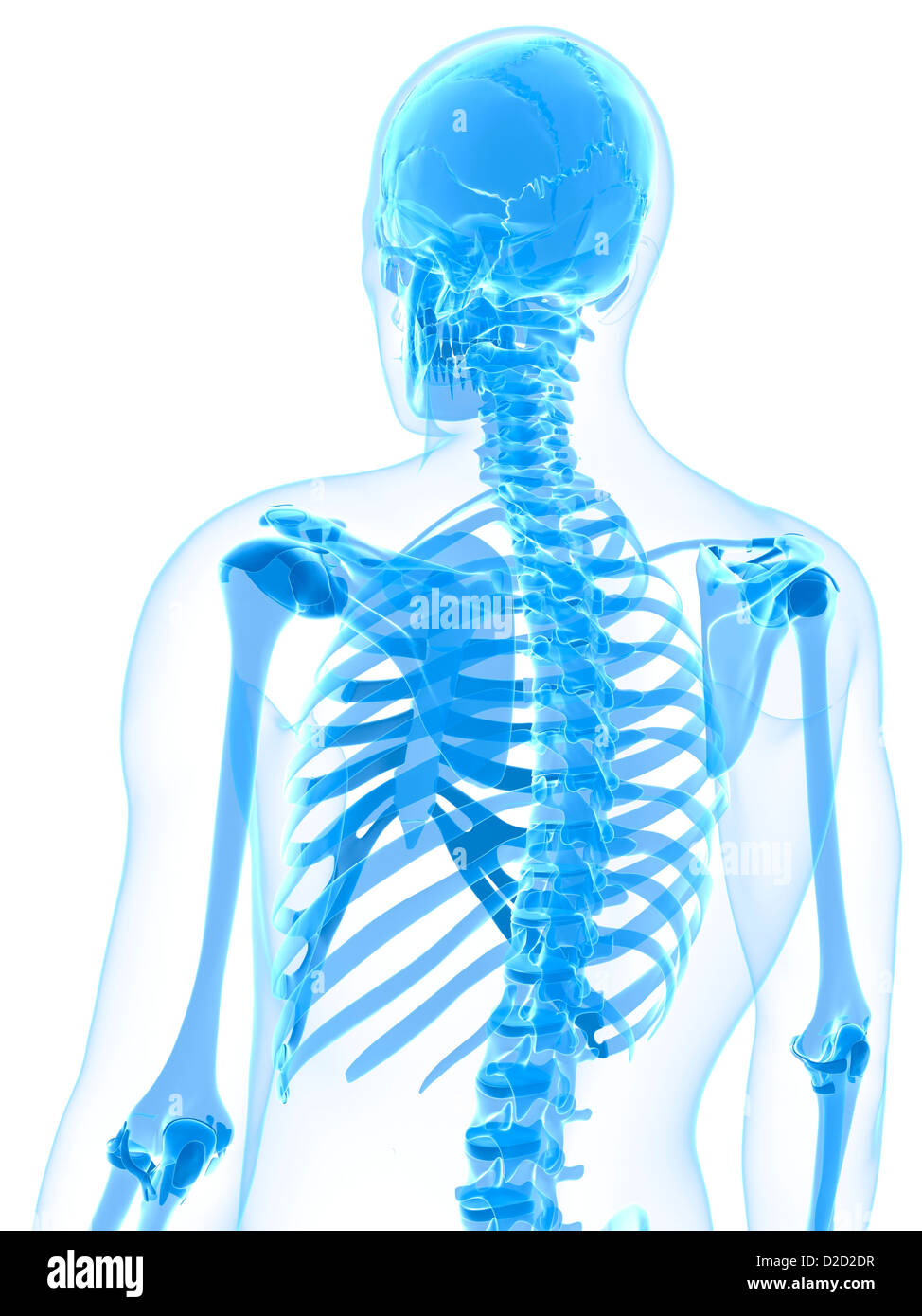 Male skeleton computer artwork Stock Photo - Alamy