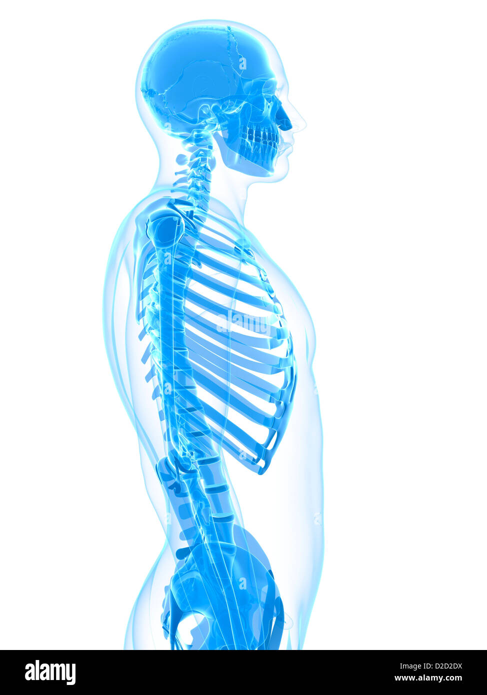 Male skeleton computer artwork Stock Photo - Alamy