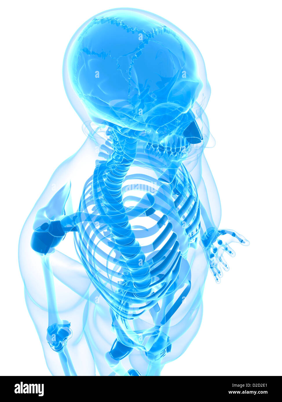 Male skeleton computer artwork Stock Photo - Alamy