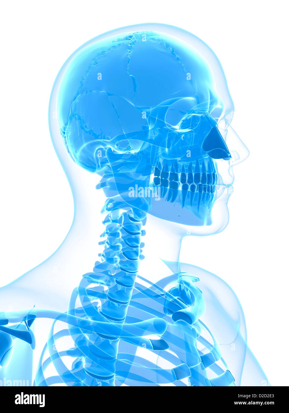 Male skeleton computer artwork Stock Photo - Alamy