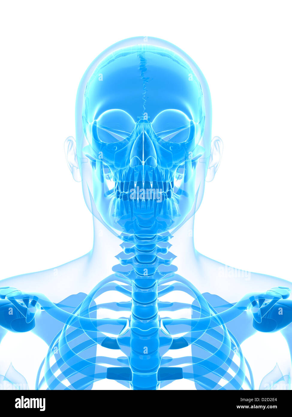 Male skeleton computer artwork Stock Photo - Alamy