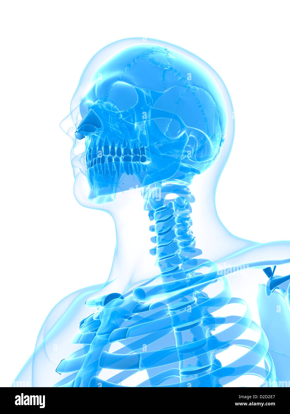 Male skeleton computer artwork Stock Photo - Alamy
