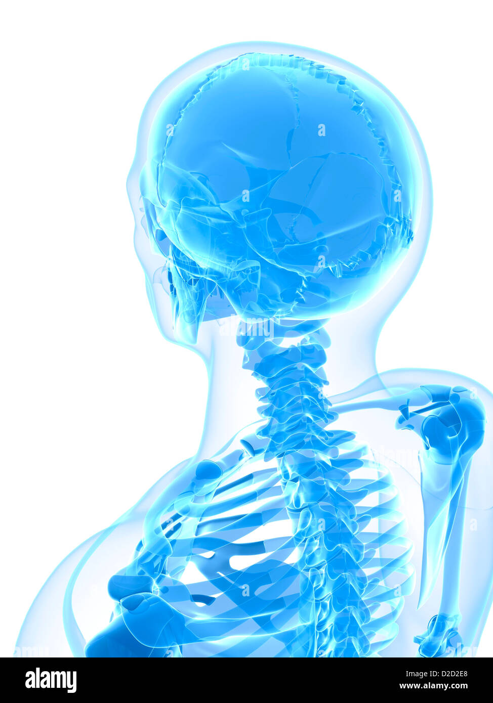 Male skeleton computer artwork Stock Photo - Alamy