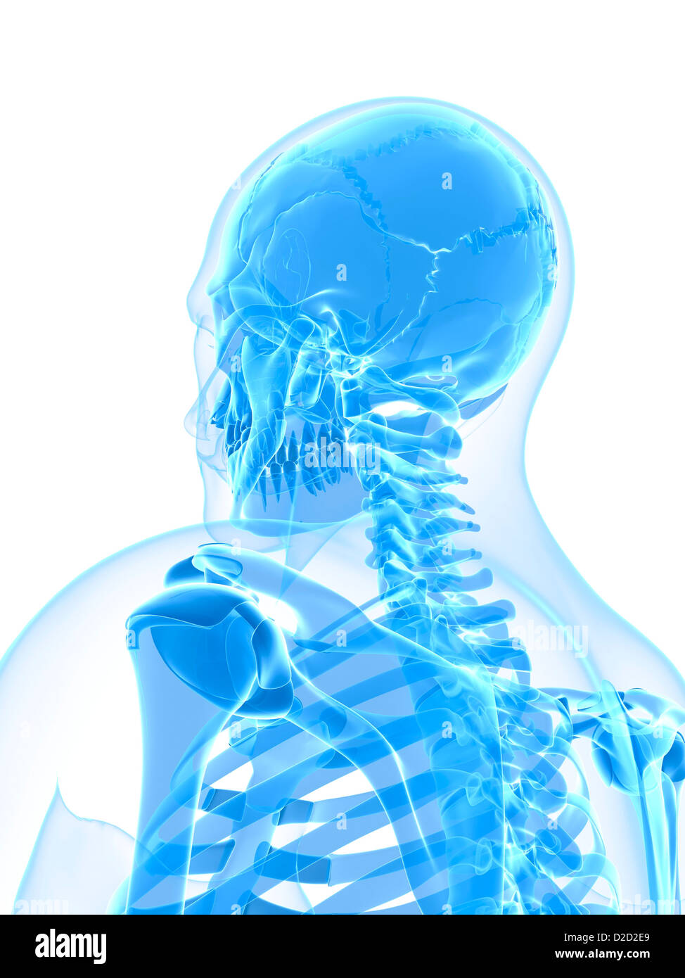 Male skeleton computer artwork Stock Photo - Alamy