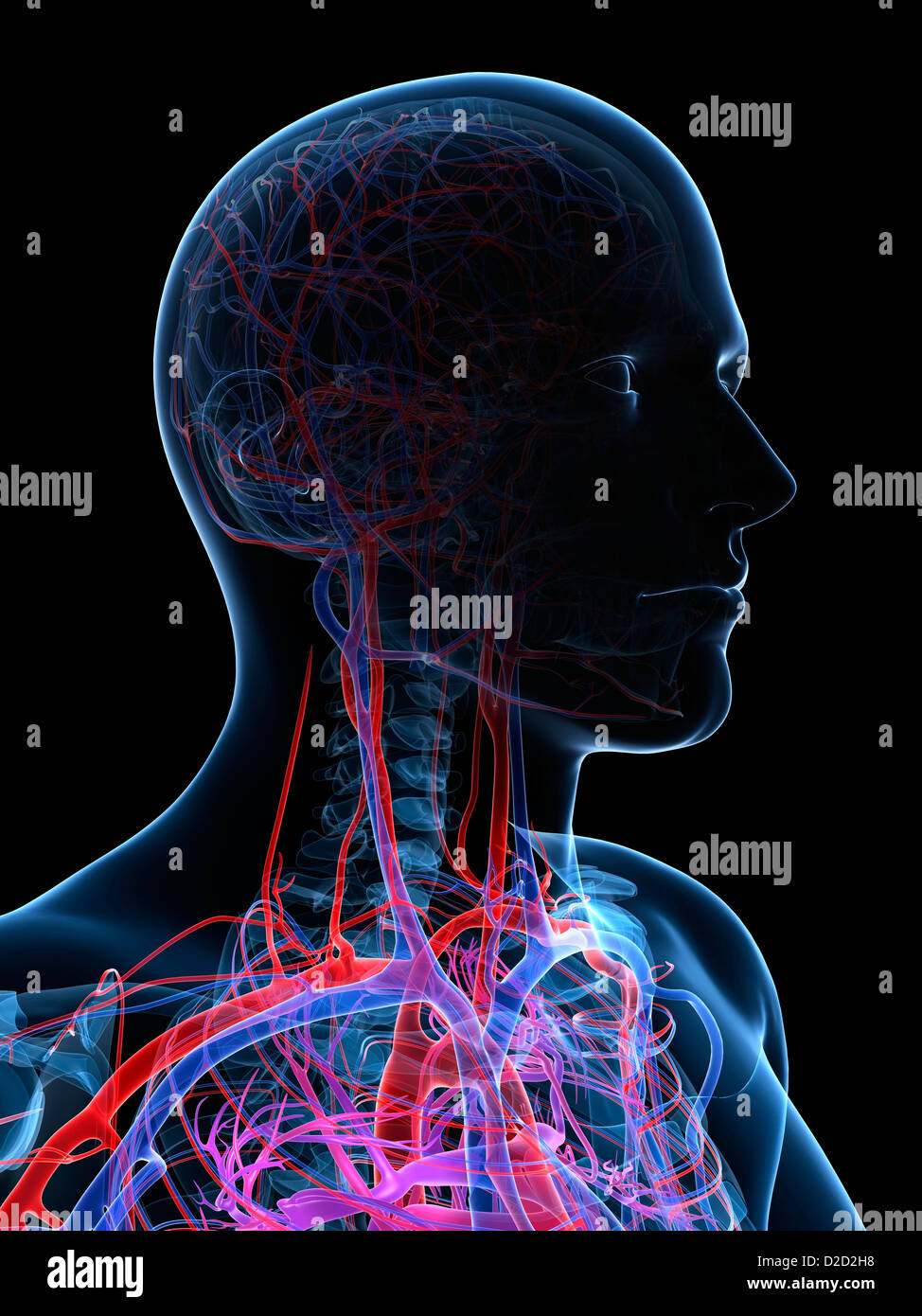 Male vascular system hi-res stock photography and images - Alamy