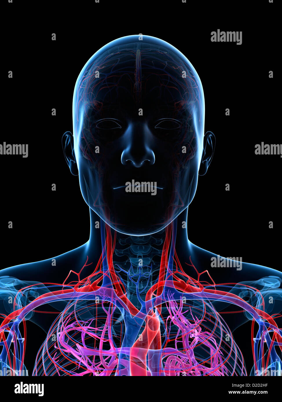 Vascular cardio hi-res stock photography and images - Alamy