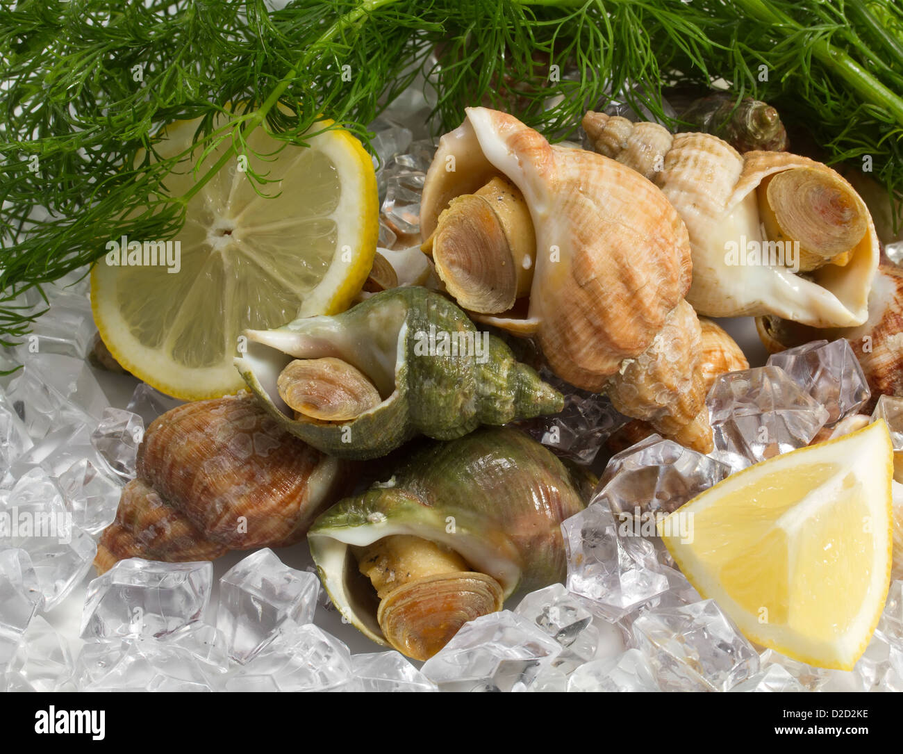 Ice Whelks High Resolution Stock Photography and Images - Alamy