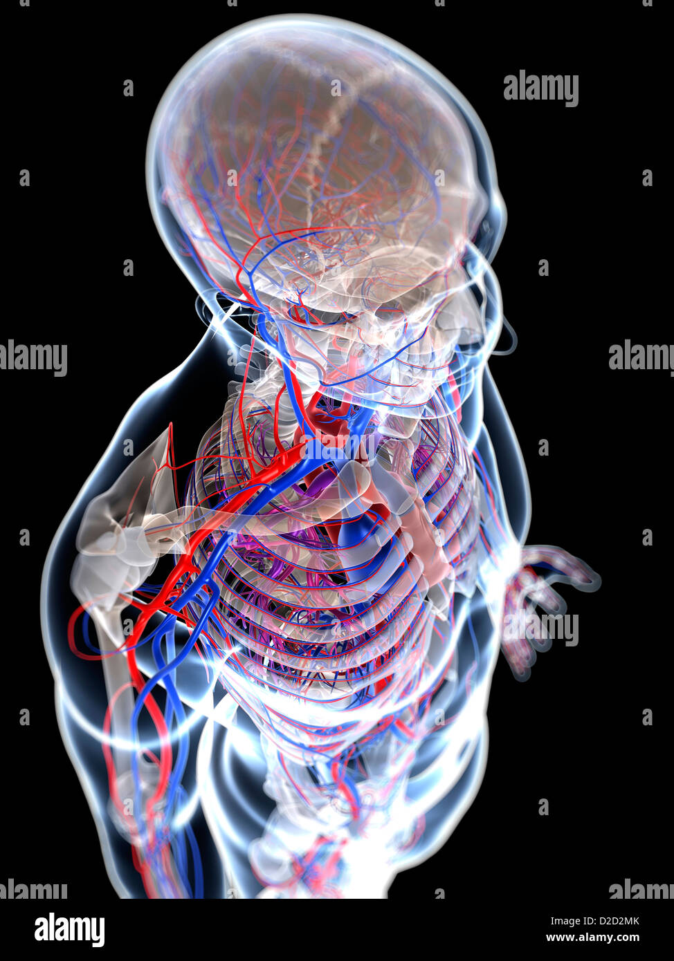 Male vascular system hi-res stock photography and images - Alamy