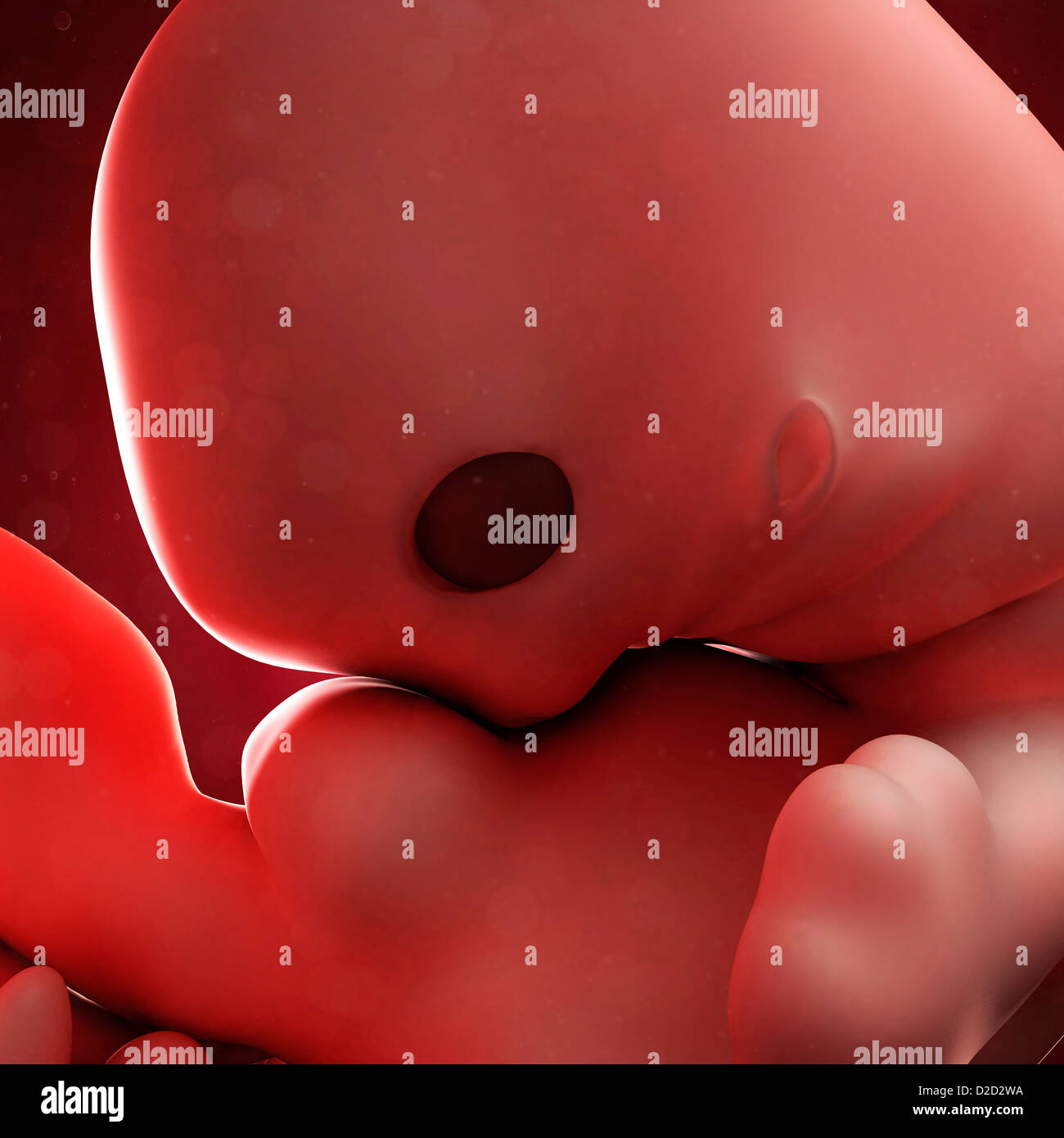 Embryo at 7 weeks computer artwork Stock Photo - Alamy