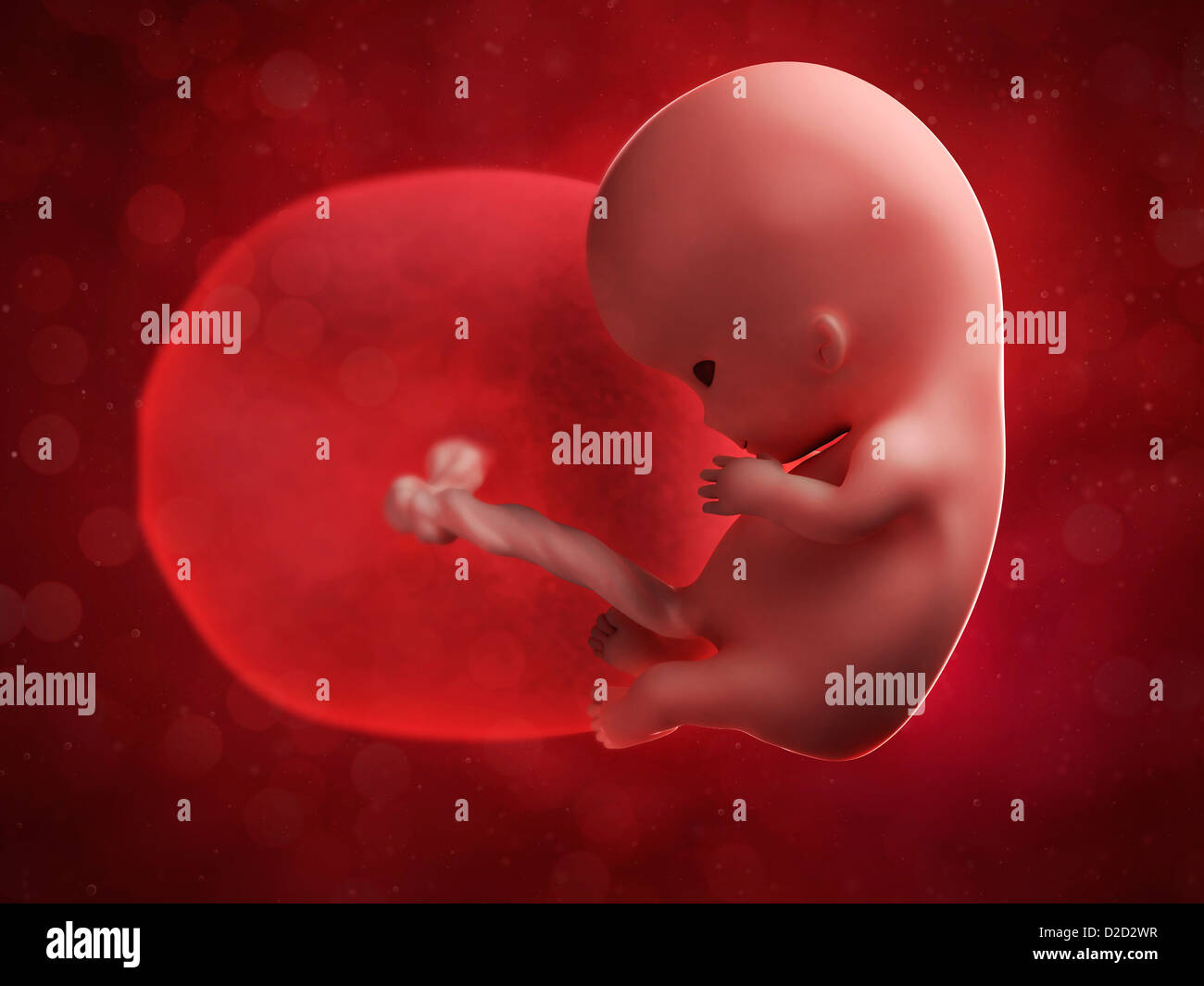 Reproduction foetus artwork hi-res stock photography and images - Alamy