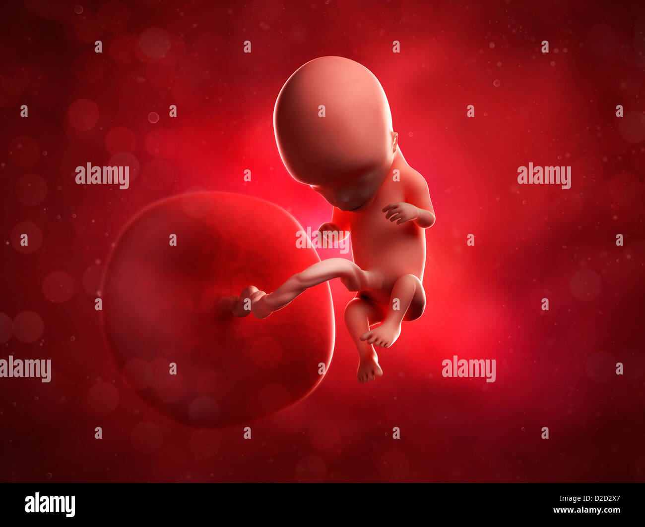 12 weeks gestation illustration hi-res stock photography and images - Alamy