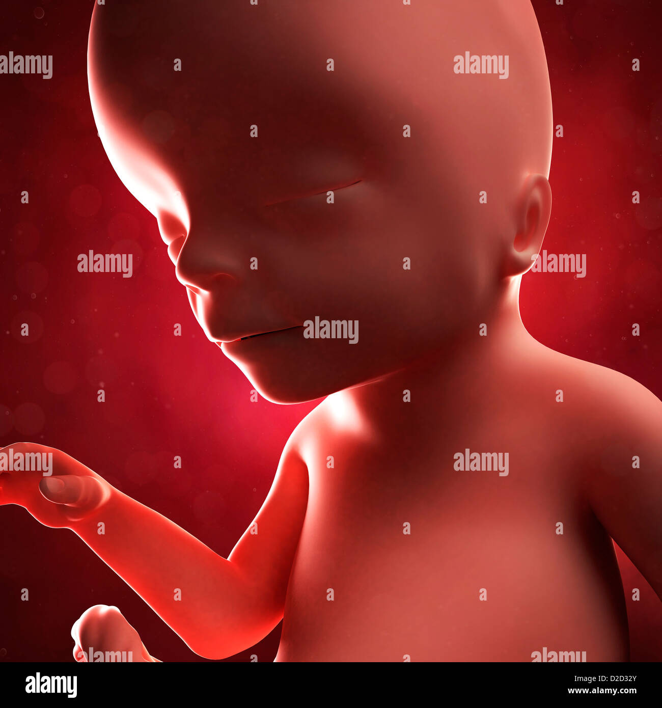 Foetus at 17 weeks computer artwork Stock Photo - Alamy